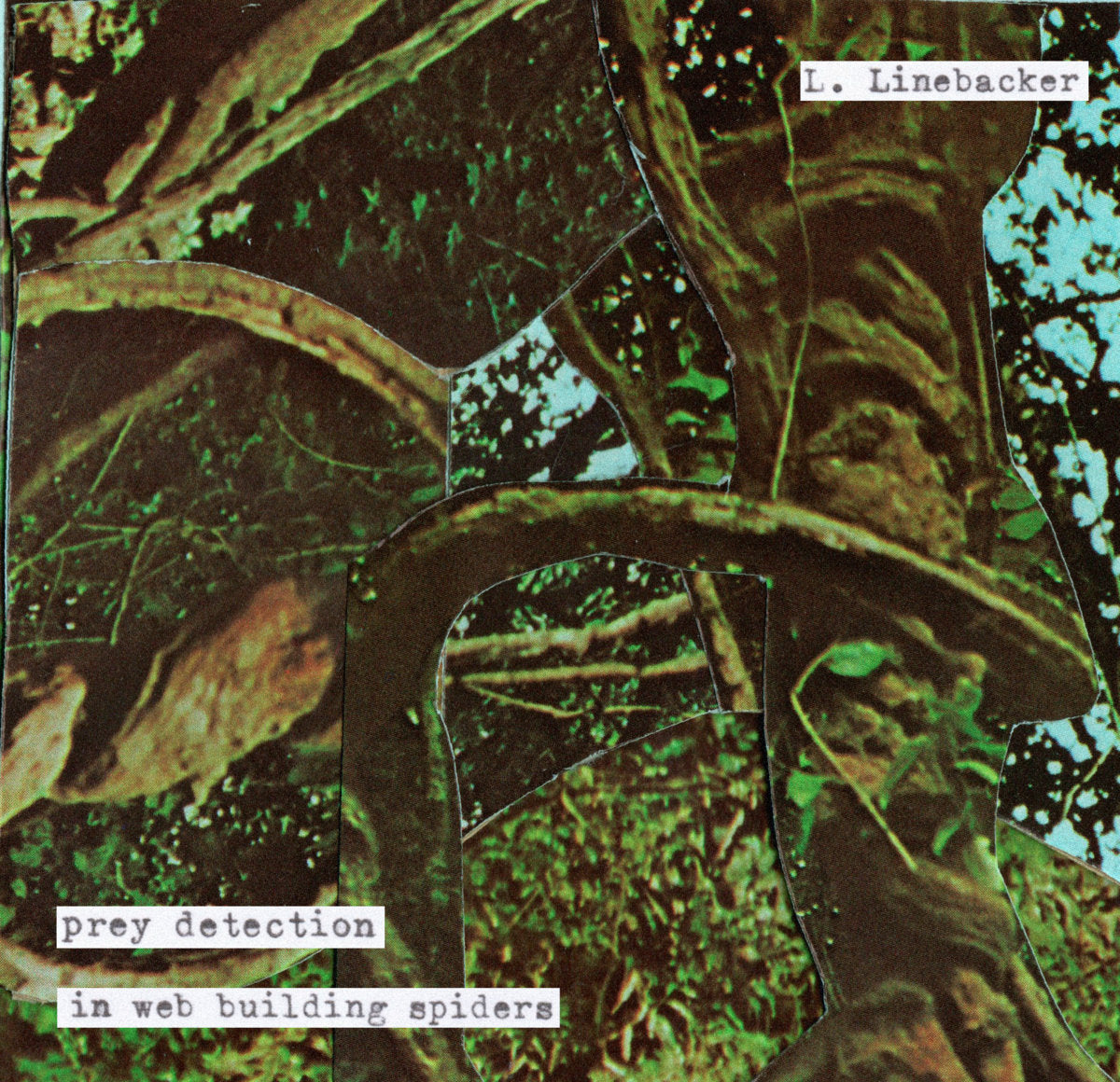 L. Linebacker - Prey detection in web building spiders – World Of Echo