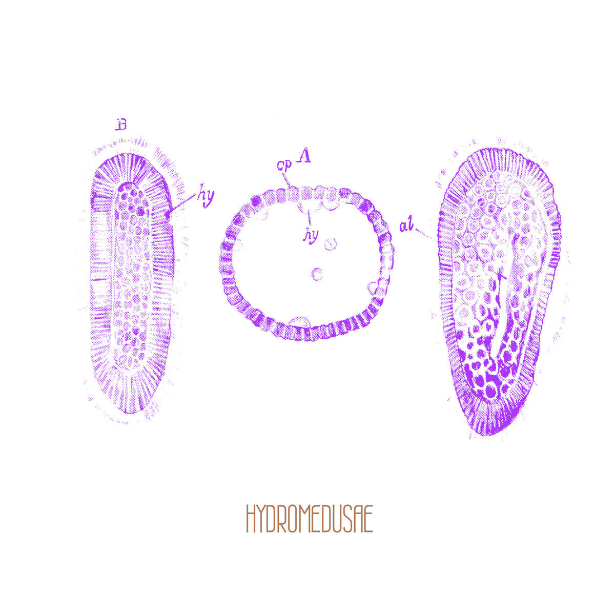 Hydromedusae - s/t – World Of Echo